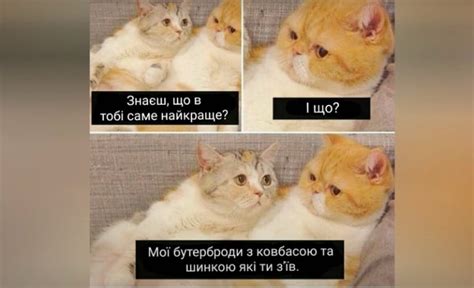 Смішні картинки про котів більше 50 фото