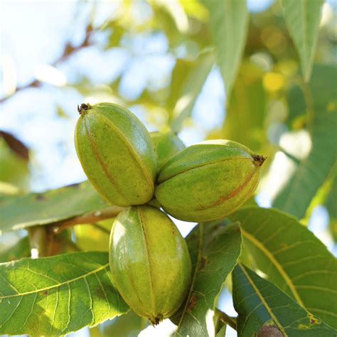 Wichita Pecan Tree Fast Growers Moon Valley Nurseries