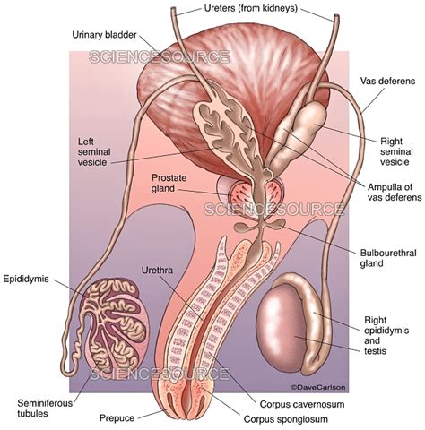 Male Reproductive Model Labeled Seminal Vesicles