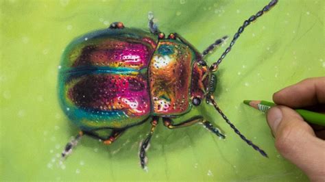 Captivating Beetle Pastel Pencil Drawing Overview Pintando Org
