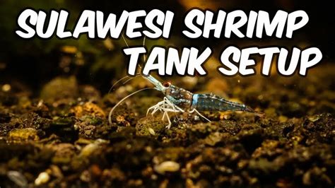 Sulawesi Shrimp Tank Setup From Sulawesi Lakes To Your Living Room