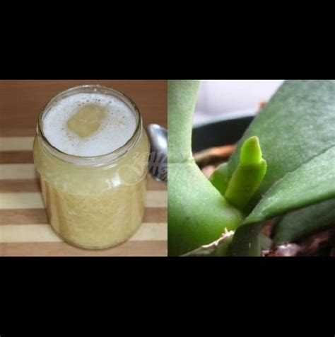 Домашна тор за орхидеи само за 14 дни я накарайте да цъфне За Жената