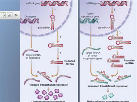 Exam 2 [4] Neoplasia 3 Flashcards Quizlet