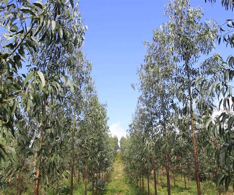 Cultivo De Eucalipto Fertilizantes Para Eucalipto Icl España