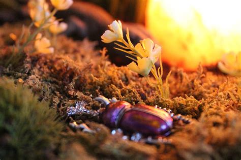 Sanatorium Rainbow Hills 2023