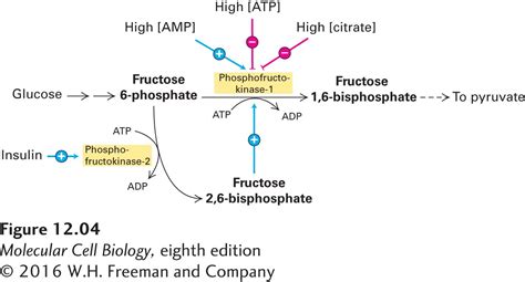 Glucose 6 Phosphate Glycolysis Gluconeogenesis Diagram Quizlet