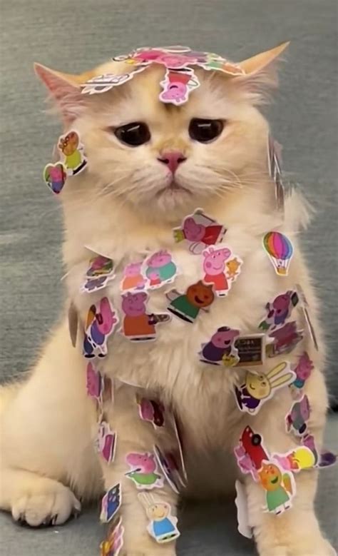 Пин на доске Hızlı Kaydedilenler Детеныши животных Смешные фотографии животных Фотографии