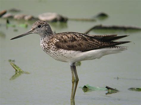 アオアシシギ成鳥擦れた夏羽