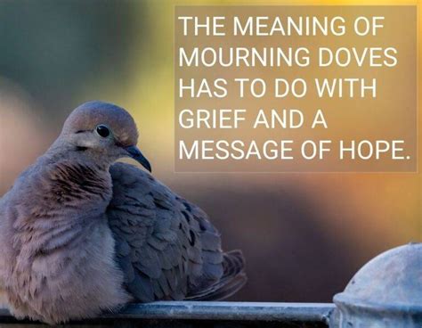 Mourning Dove Symbolism Meaning And Call Spiritual Significance