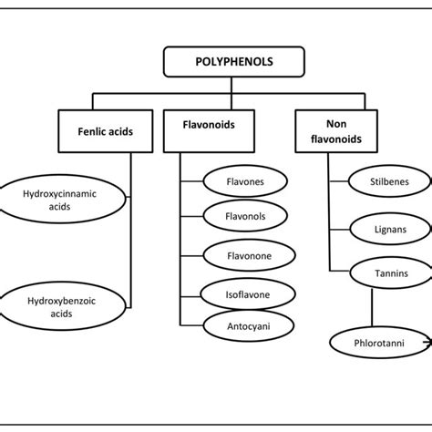 Classification Of Polyphenols And Six Main Subclasses Of Seaweed Download Scientific Diagram
