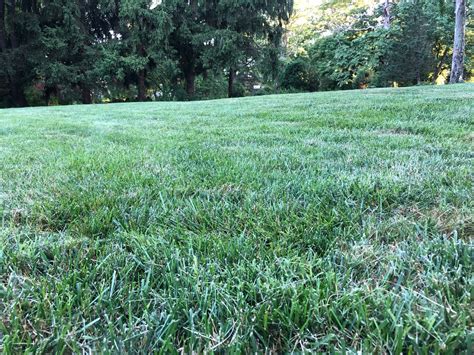Lines In Grass Lawn Care Forum