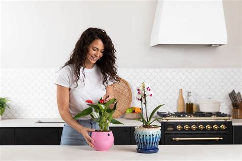 Cattleya Orchid Care Made Easy With Pictures Repotme