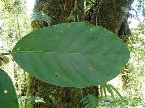 Rubiaceae