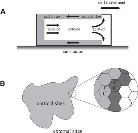 The Model Of Cell Movement A A Schematic View Of Dynamics Of Cortex Download Scientific