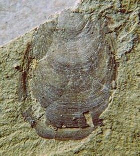 Fossils Flashcards Quizlet Fossils Flashcards Quizlet