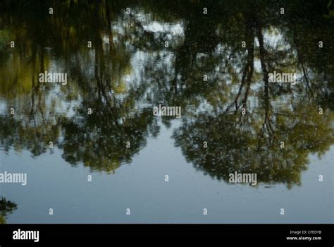 Reflection Of The Trees In The Water Stock Photo Alamy
