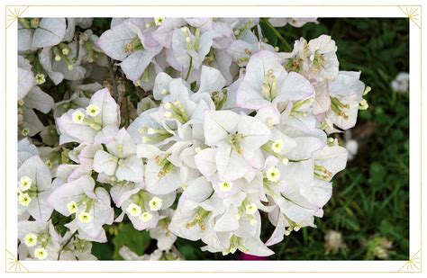 Bougainvillea Care Guide How To Care For Bougainvilleas In Pots