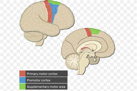 Cerebral Cortex Primary Motor Cortex Visual Cortex Premotor Cortex Png 588x550px Watercolor