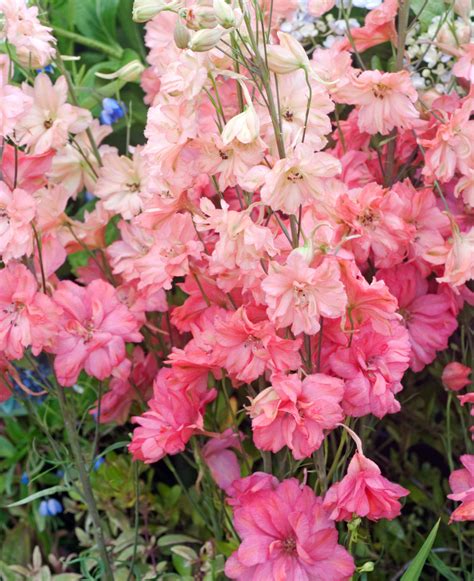 Delphinium X Cultorum Princess Caroline Hayloft