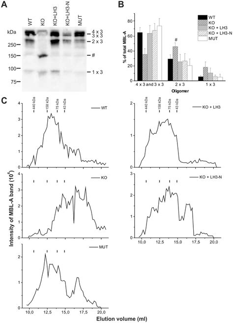 Oligomer Distribution Of Recombinant Mbl A Is Altered In Lh3−−