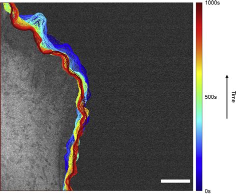 cell press star protocols