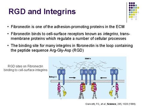 Cell Adhesion To Supported Peptideamphiphile Bilayer Membranes Badriprasad