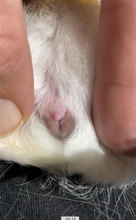 Can Someone Help Me With The Sex Rguineapigs