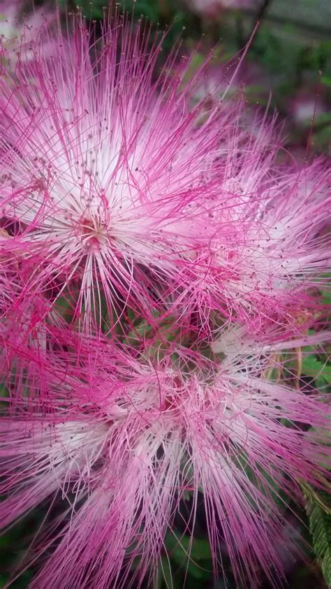 Безплатна снимка природа растение листо венчелистче пролет флора цветя наблизо Rosa