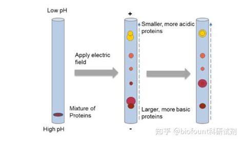 二维凝胶电泳 2 De 知乎