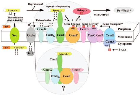Current Model Of Cyt C Biogenesis In R Capsulatus Pre Apo Cyt C Download Scientific Diagram