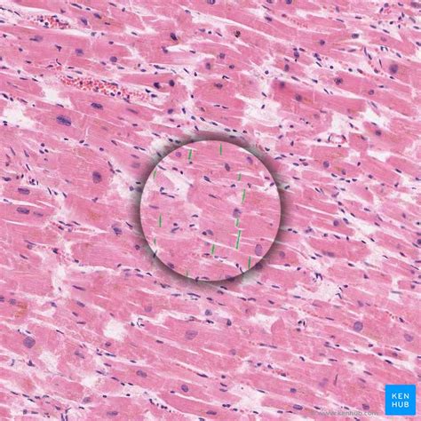 Cardiac Muscle Tissue Intercalated Discs