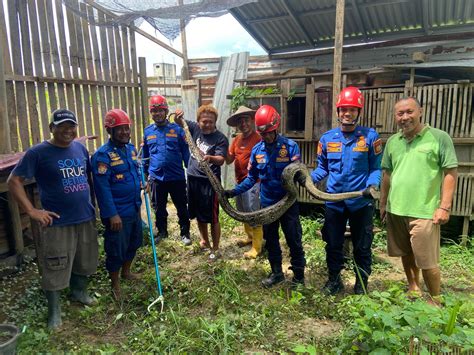 Disdamkartan Bontang Evakuasi Ular Piton 3 Meter Di Kandang Ternak