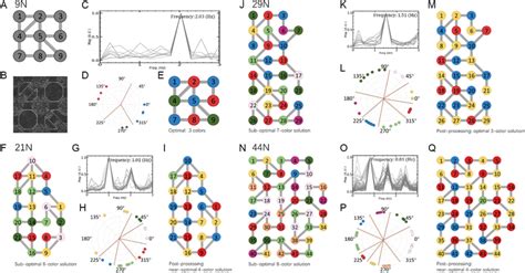 The Results Of Several Bio‐oscillator Networks From Small To Medium To