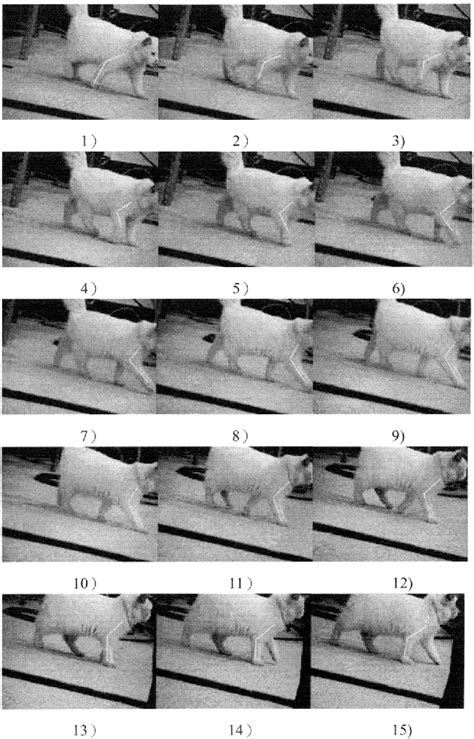 Figure 2 From Designing A Quadrupedal Robot Mimicking Cat Locomotion