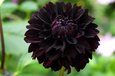 Understanding The Black Dahlia Flower And Its Symbolic Mysteries
