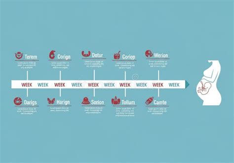 Timeline Pregnancy Stock Illustrations 196 Timeline Pregnancy Stock