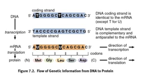 Bio 200 Exam 2 Flashcards Quizlet