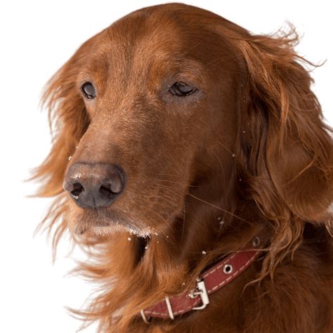Setter Irlandés Rojo Carácter Y Actitud Fotos De Razas De Perros