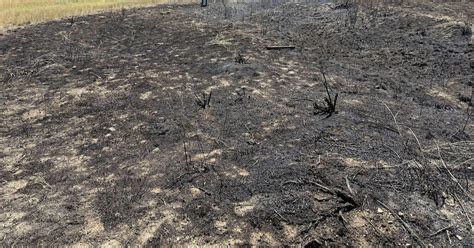 Un Pez Cayó Del Cielo Y Provocó Un Incendio En Canadá El Extraño