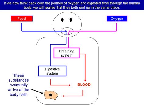 Ks4 Biology The Breathing System презентация онлайн