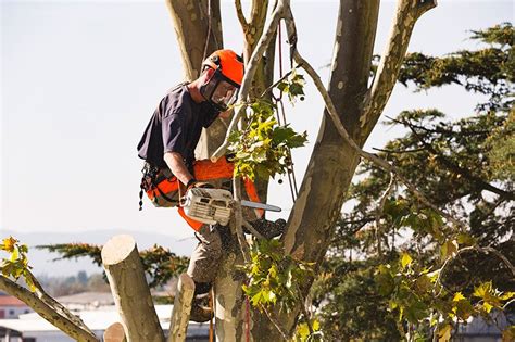 Tree Service Princeton NJ Timberland Tree Service