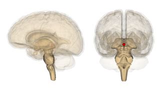 Pineal Gland Wikiwand