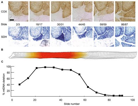 Fiber Two A Serial Micrographs Showing Enzymatic Staining For Cox And