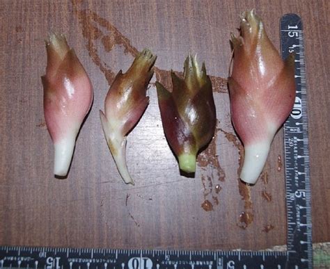 Yahooオークション 長野県産 天然茗荷（みょうが）1kg 1円～