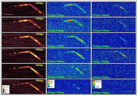 Nanoscale Infrared Spectroscopy The Walker Lab
