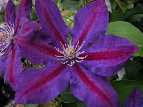 Clematis Hybrids Group Clematisbe