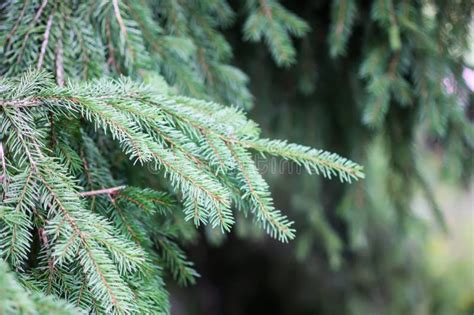 Fir Trees In A Wild Forest Summer Season Stock Image Image Of