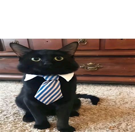 Создать мем кот костюм кот в костюме с галстуком кот в пиджаке