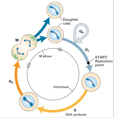 The Eukaryotic Cell Cycle Dna Replication And Repair And Mitosis
