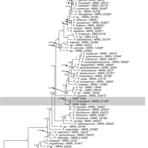Bayesian Inference Phylogenetic Tree From Fusarium Isolates Using The